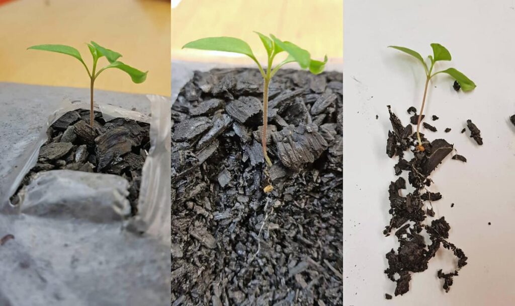 베라 사태로 신뢰성 흔들린 VCM, ‘바이오차’ 새로운 구세주 될까? | 그리니엄